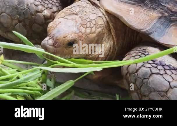 Large brown sea turtle in its natural habitat Stock Video Footage - Alamy