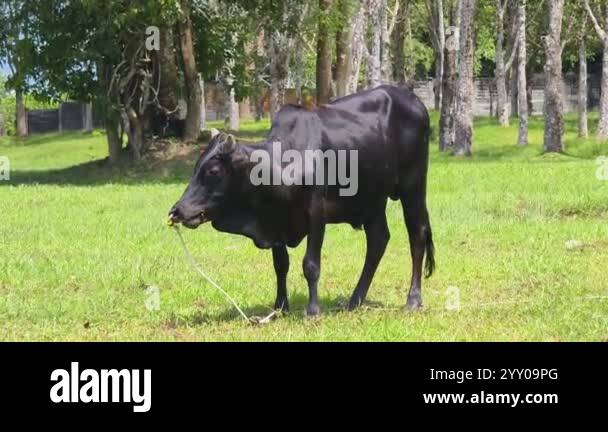 Beautiful cows live together at the rural farm Stock Video Footage - Alamy