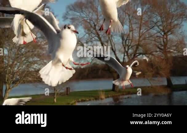 Seagull feeding - Very friendly seagull takes bread, Feeding Bird ...