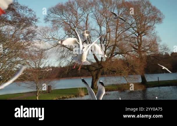Seagull feeding - Very friendly seagull takes bread, Feeding Bird ...