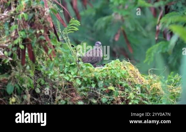 Close-up of a colorful exotic bird perched on green tree branch in lush ...
