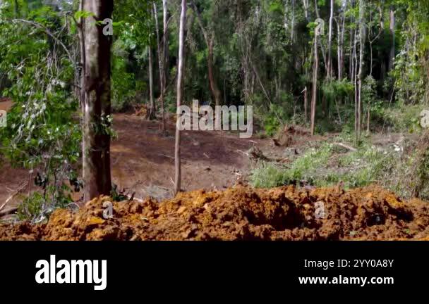Destruction of the rainforest: a bulldozer during deforestation ...