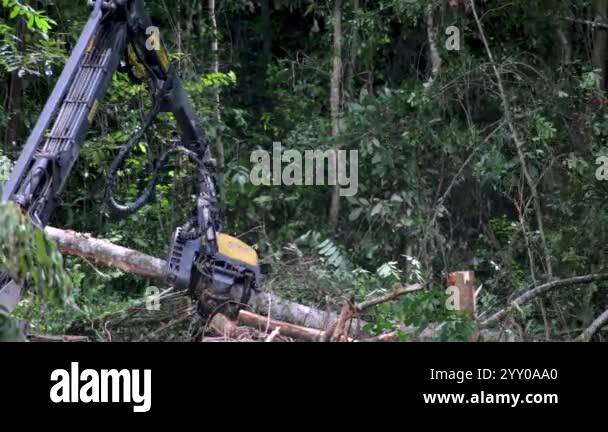 Bata, Equatorial Guinea - 10.10.2024: Equipment for cutting down ...