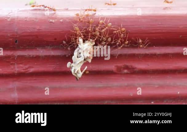 Group of ants work together to lift, transport or move the bones.Close ...