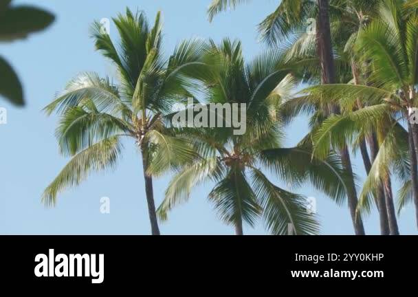 Upward view of coconut trees, hand-held footage, tropical islands Stock ...