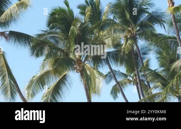 Hand-held footage of coconut trees, upward view, tropical island Stock ...