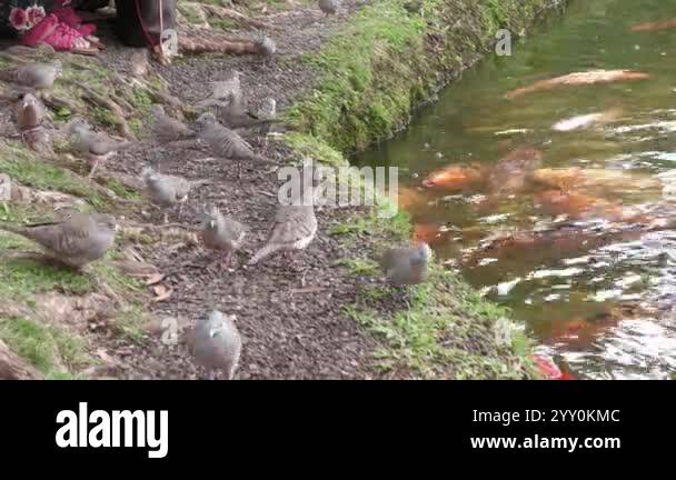 Birds eating seeds from the hand of a person, with colorful koi fish ...