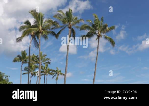 Steady footage of majestic coconut trees against a backdrop of blue ...