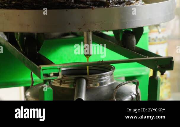 Process of filling tin container with olive oil after pressing. Liquid ...