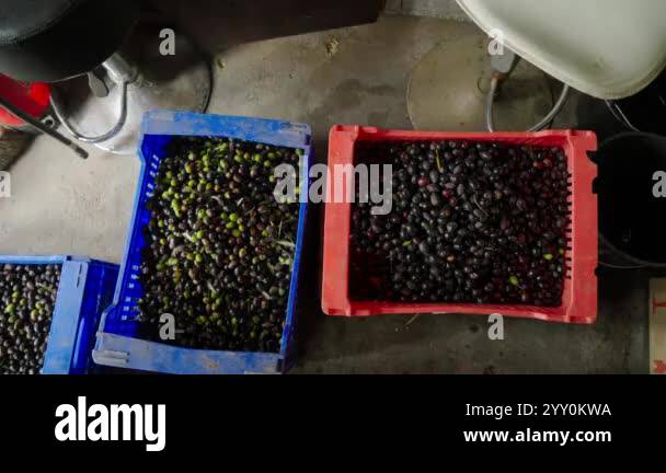 Plastic crates with ripe fresh black olives on old marble table. Farmer ...