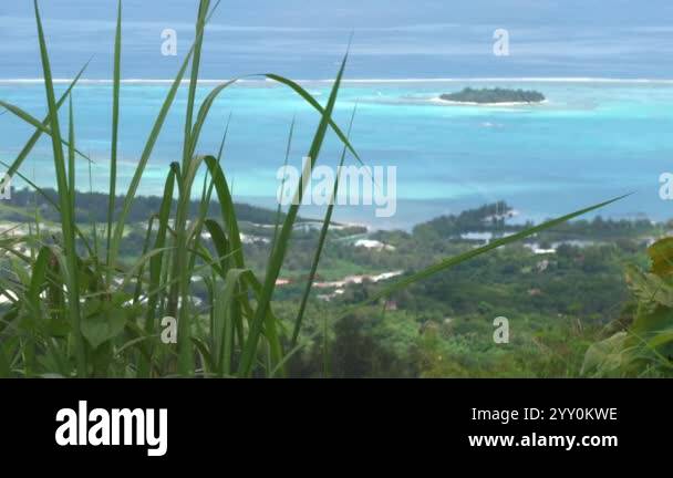Hand-held footage of tall grass with a view of Saipan lagoon and ...
