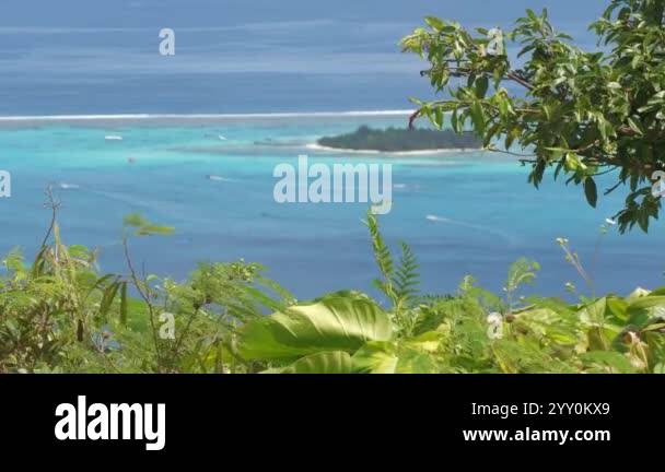 Plants and leaves swaying in the breeze, with Saipan lagoon and ...