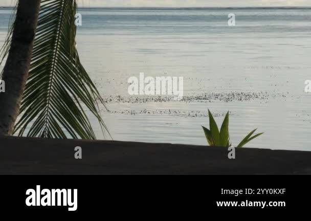 Coconut frond Stock Videos & Footage - HD and 4K Video Clips - Alamy