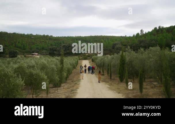 Tourists walk along road among olive trees in countryside. Large ...