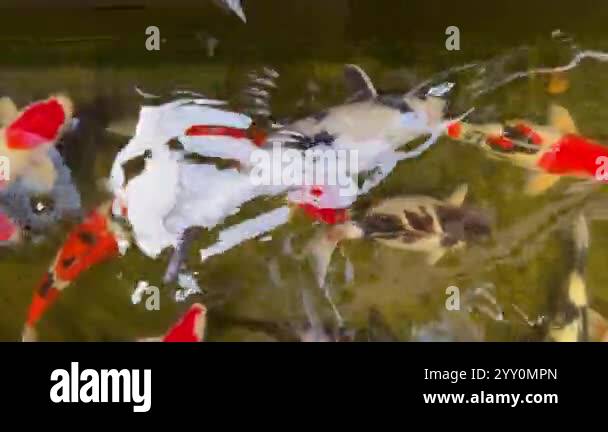 4k video. Close up Koi or red koi and golden koi fish swimming ...