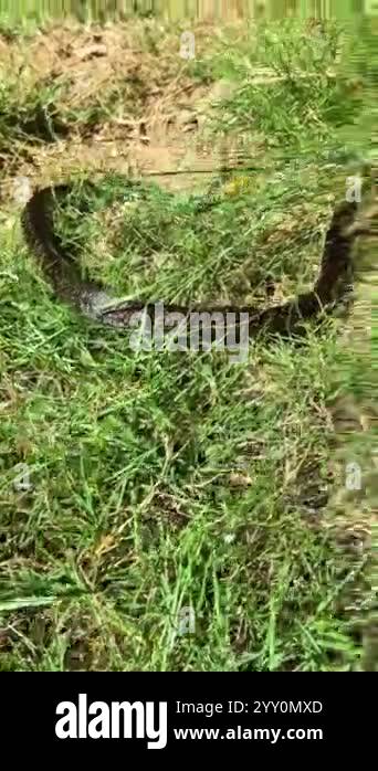 a young cobra crawls in the grass next to a human dwelling. venomous ...