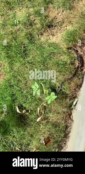 a young cobra crawls in the grass next to a human dwelling. venomous ...