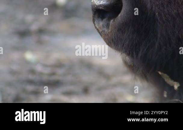 Buffalo head in profile of a ruminant. Nose nostrils and mouth. Bull ...