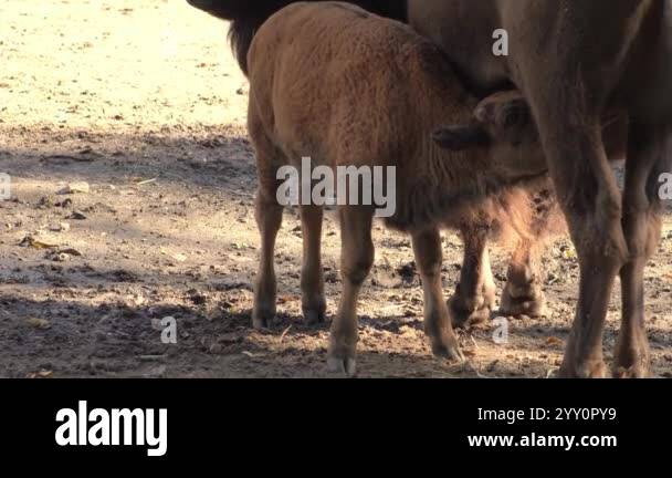 Bison mammal brown fur animal. A small calf sucks milk from its mothers ...