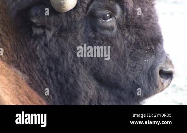 Buffalo head in profile of a ruminant. Nose and eye. Bull mammal brown ...