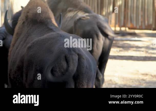 Buffalo bulls wave their tails in sync. Bison bull mammal brown fur ...
