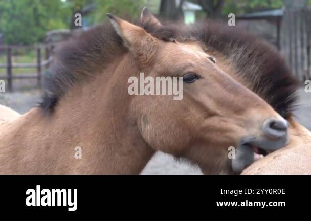 Horses scratch each other with their teeth. Brown Przewalskis Horse Animal Stock Video Footage ...