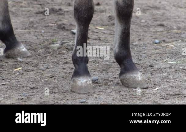 Horse legs and hooves. Animal foot Stock Video Footage - Alamy