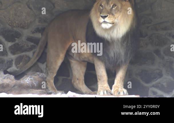 Lion animal in the zoo. Leo big cat. He stands and licks Stock Video ...