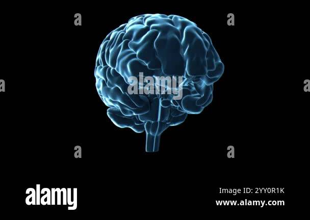 Animation of the human brain, the central organ of the human nervous ...