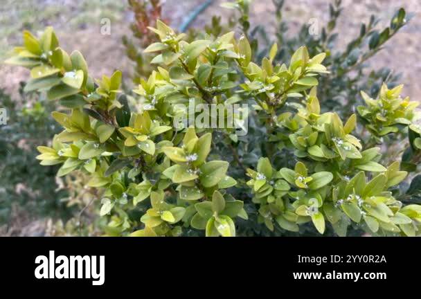 Light wind blowing snow off a small bush with a gardener visible in the ...