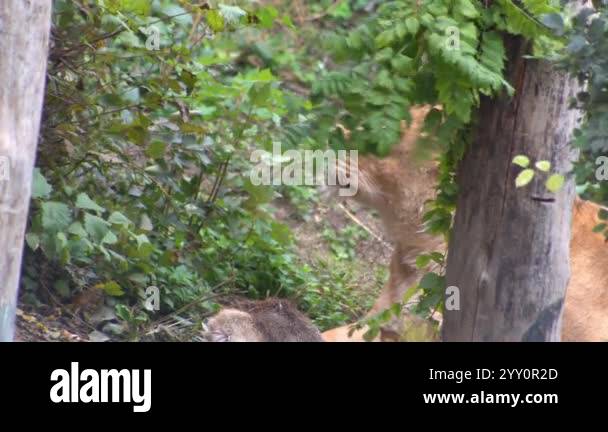 Ambush animal Stock Videos & Footage - HD and 4K Video Clips - Alamy