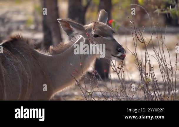 Female Kudu antelope eating red blossoms in the Mahongo Core Area in ...