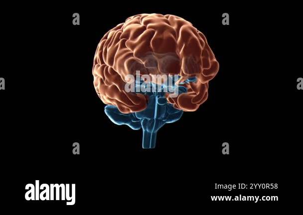 Animation of the cerebral cortex (orange) of the human brain, which is ...