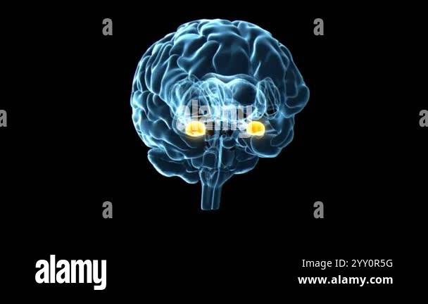 Animation of the amygdala (yellow) of the human brain. The amygdala has ...