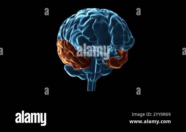 Animation of the temporal lobes (orange) of the human brain. The ...