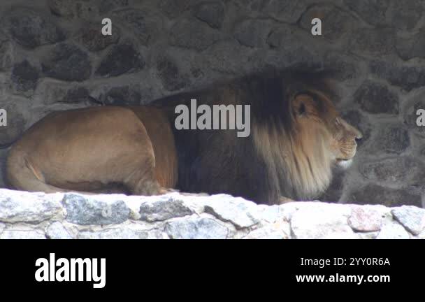 Lion profile animal in the zoo. Leo big cat rest Stock Video Footage ...