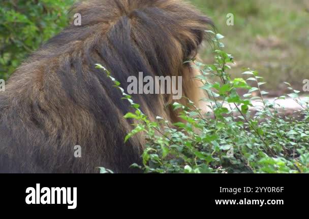 Mane and fur of a lion. The head of the animal is close up. Green plant ...