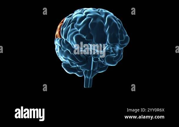 Animation of the parietal lobes (orange) of the human brain Stock Video ...