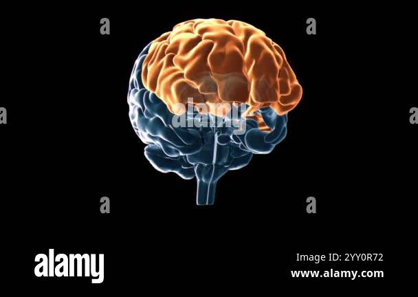 Animation of the frontal lobes (orange) of the human brain. Parts of ...