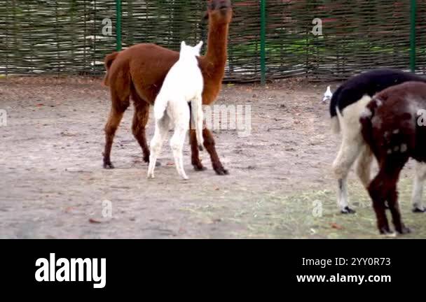 Alpaca Vicugna pacos animal from the camel homeland at farm. Brown and ...