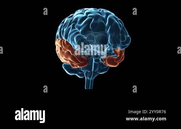Animation of the temporal lobes (orange) of the human brain. The ...