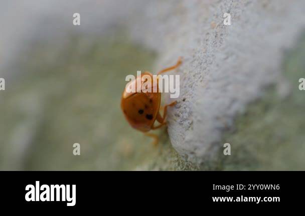 Asian lady beetle in macro shot on a green background. Orange Ladybug ...