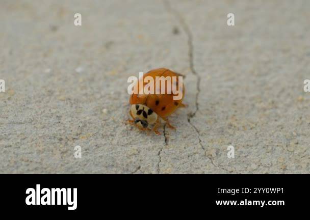 Asian lady beetle in macro shot on a white background. Orange Ladybug ...