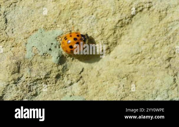 Asian lady beetle in macro shot on a white background. Orange Ladybug ...