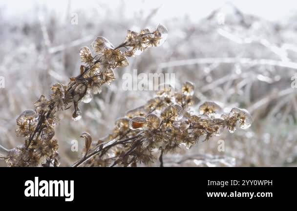 Tree covered in thick, glittering ice after an ice storm, with sun ...