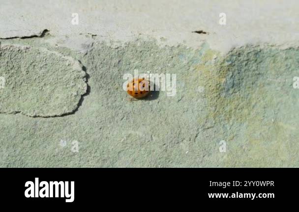 Asian lady beetle in macro shot on a white background. Orange Ladybug ...