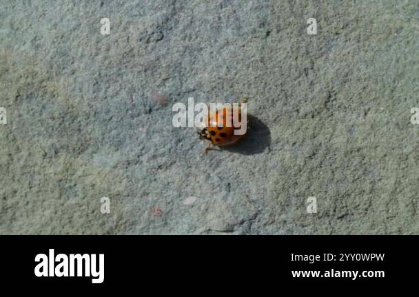 Asian lady beetle in macro shot on a white background. Orange Ladybug ...