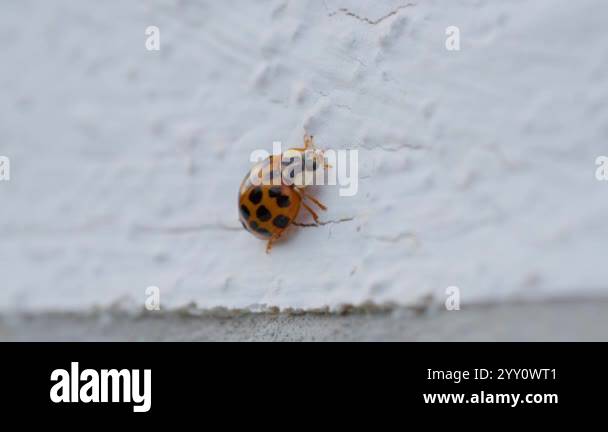 Asian lady beetle in macro shot on a white background. Orange Ladybug ...