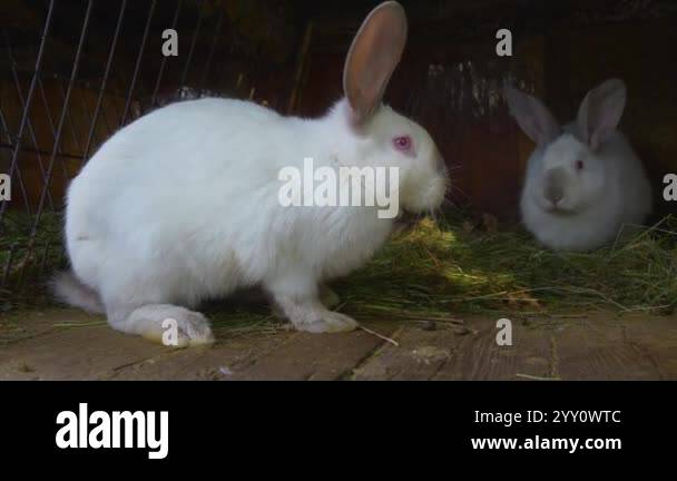 White Rabbits in an agricultural farm. Close up, rabbit in a cage ...