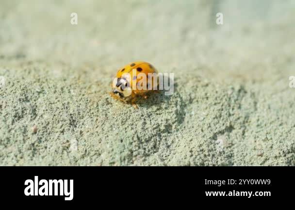 Asian lady beetle in macro shot on a white background. Orange Ladybug ...